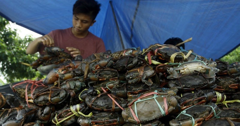 About Us : Live Fresh Mud Crabs Farming In Indonesia - Buy Fresh Mud ...