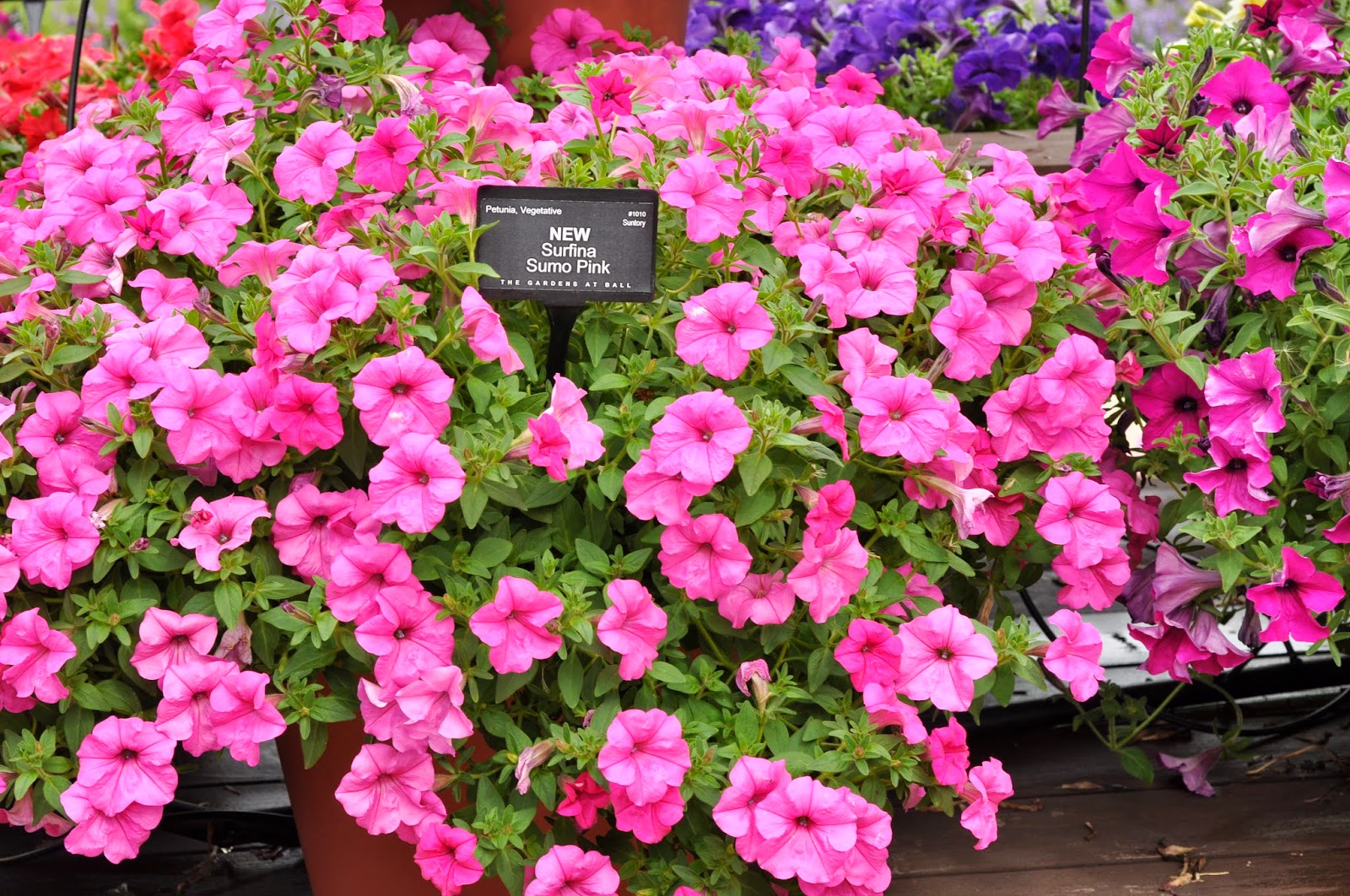 Mioux Florist & Greenhouses: Ball Horticultural Company 2014 Field Days ...