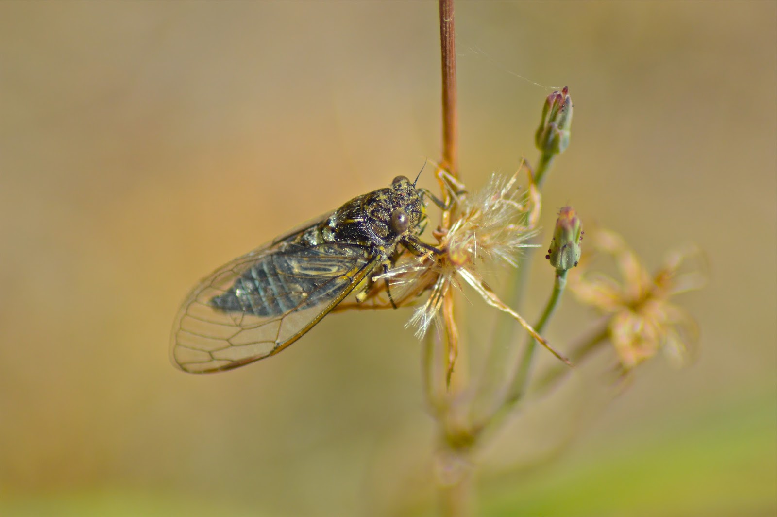 The Insect Diary: Tick Tock Cicada: Physeema quadricincta