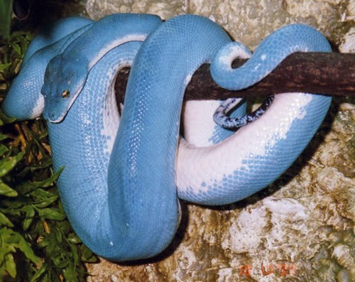 BIBOCA AMBIENTAL : COBRAS - COLORIDAS E BELAS