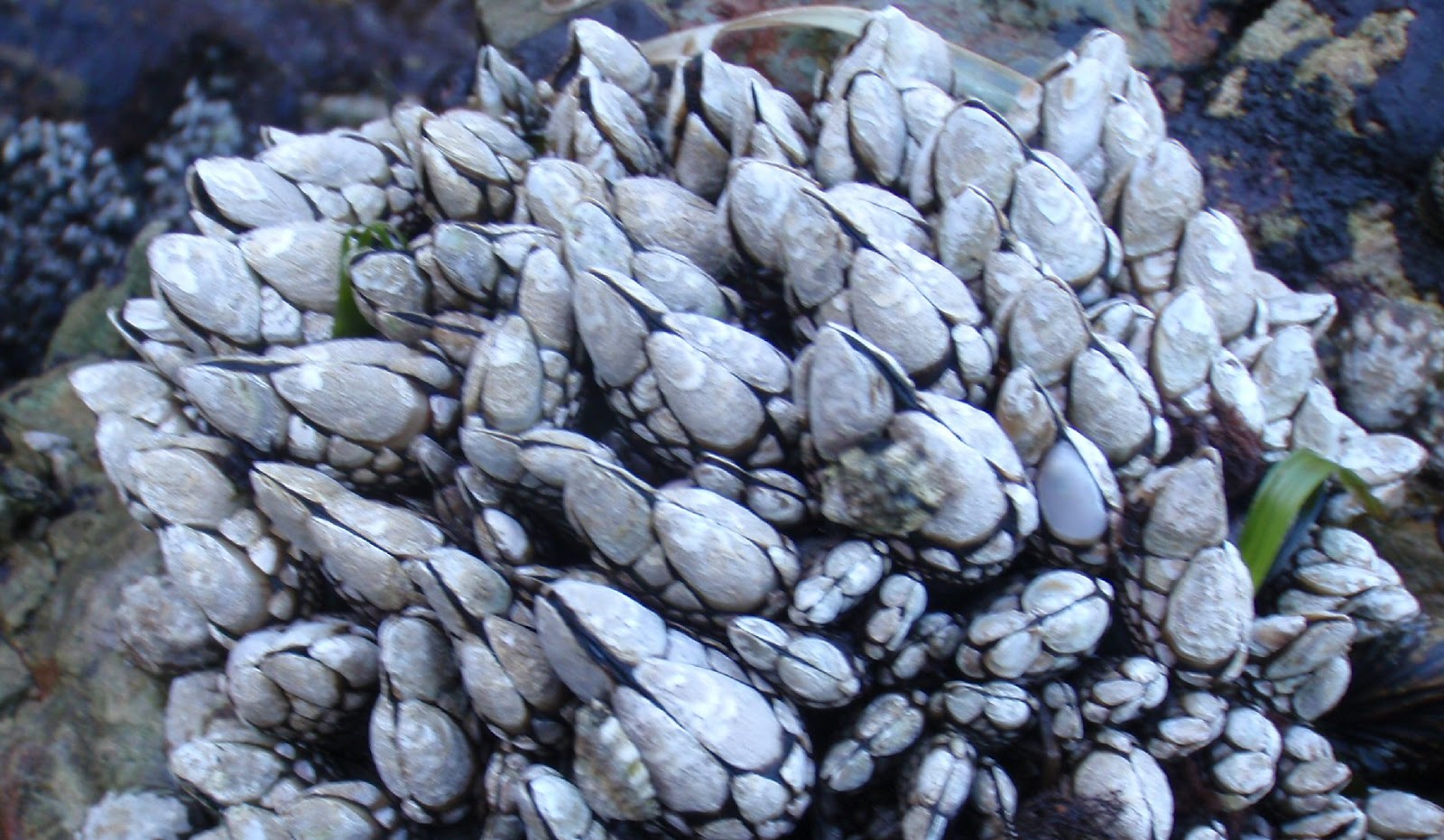PenobscotPaddles: Wednesday at Freshwater Bay, Port Angeles Washington ...