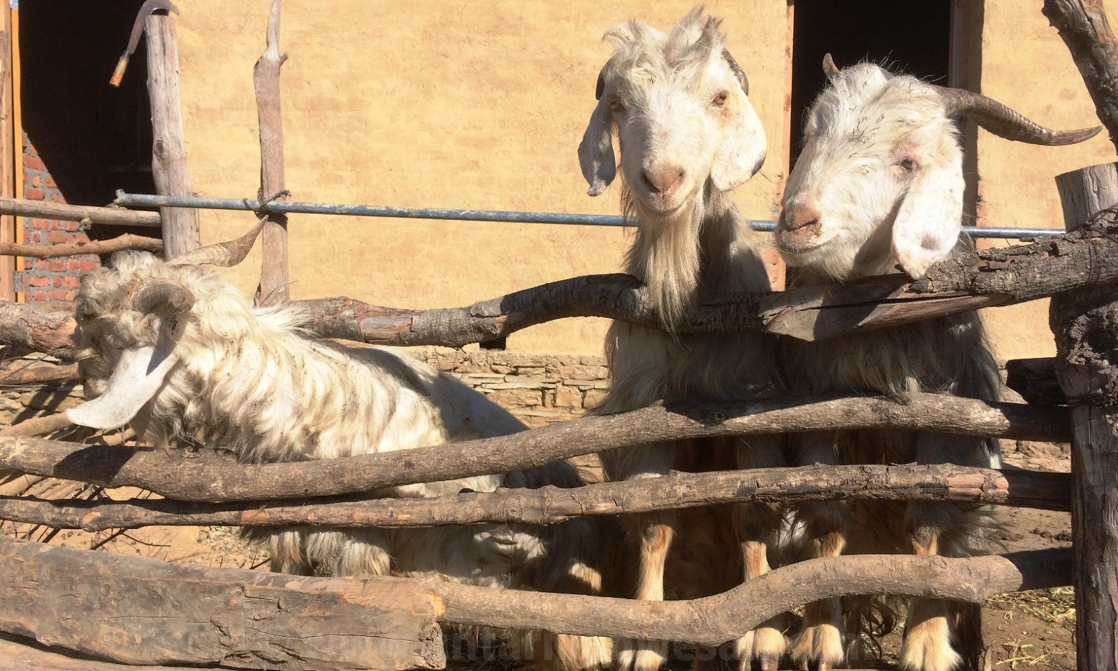 Indian Village-Life Experience at ‘The Goat Village’, Nag Tibba