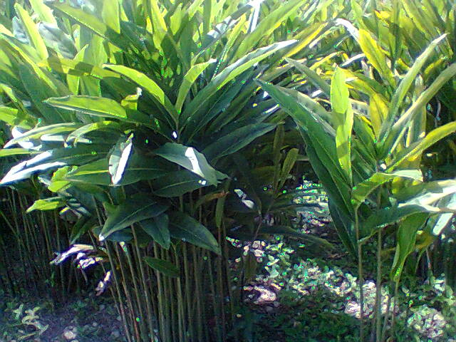 Cara Budidaya Lengkuas Cepat Sukses | Dasar-Dasar Pertanian