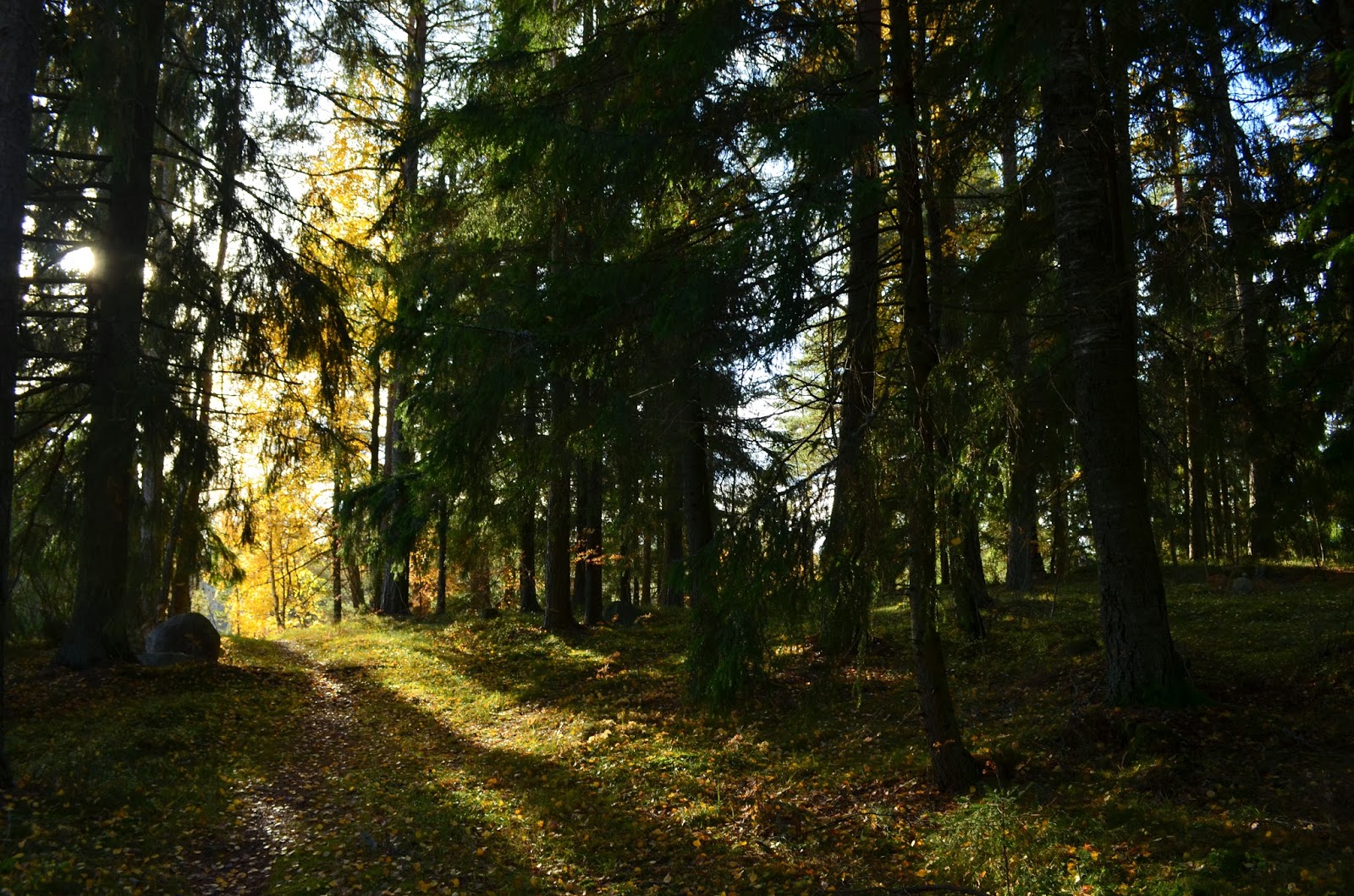 Metsät työ 8C: Ekosysteemi