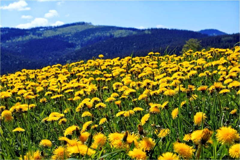 Sfaturi pentru o viata sanatoasa !!: Cura cu frunze de păpădie