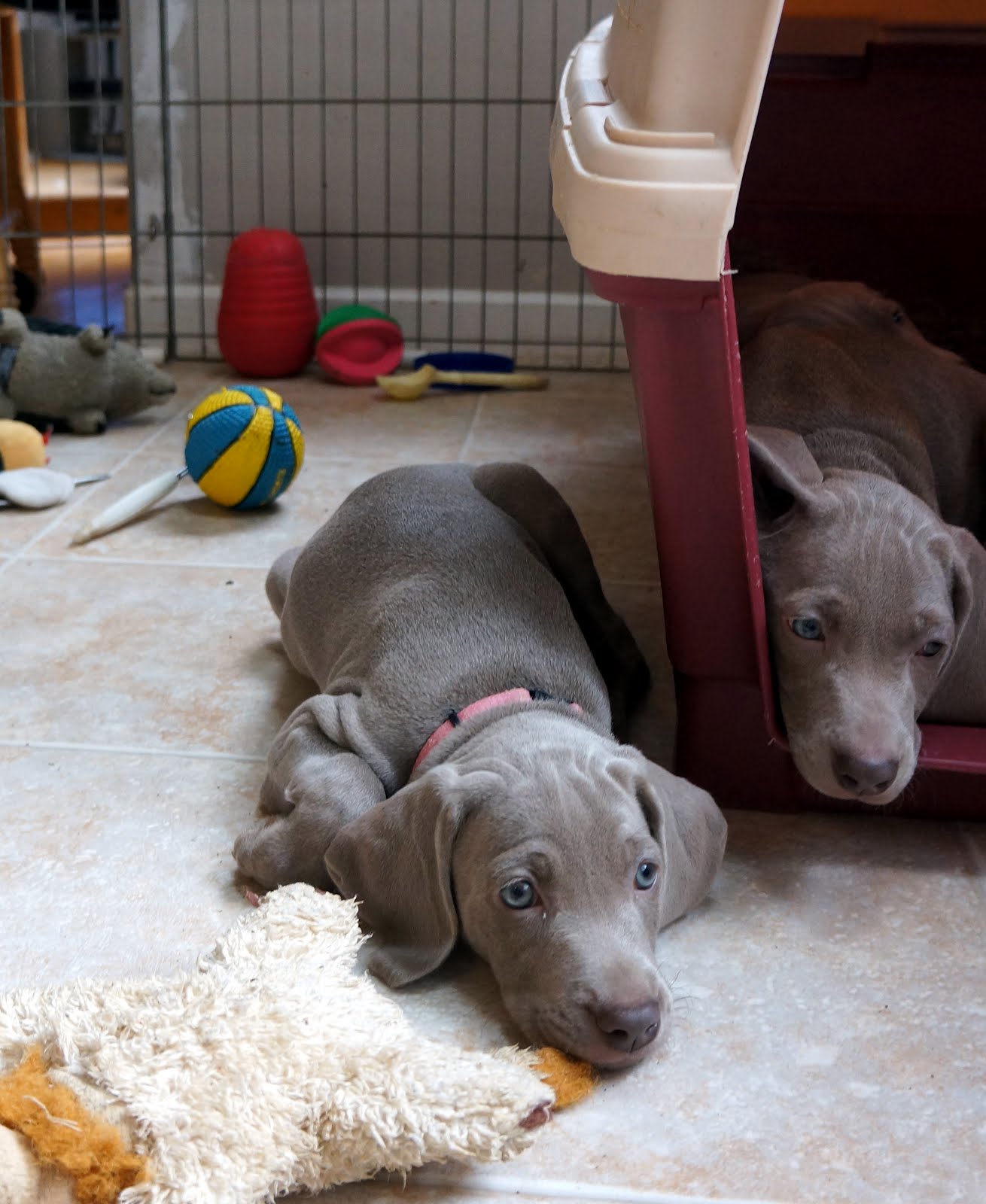 RoseWin Weimaraners: ROSEWIN PUPPY PACK 8 weeks old from CERVELO / LILY LITTER Jan 2012