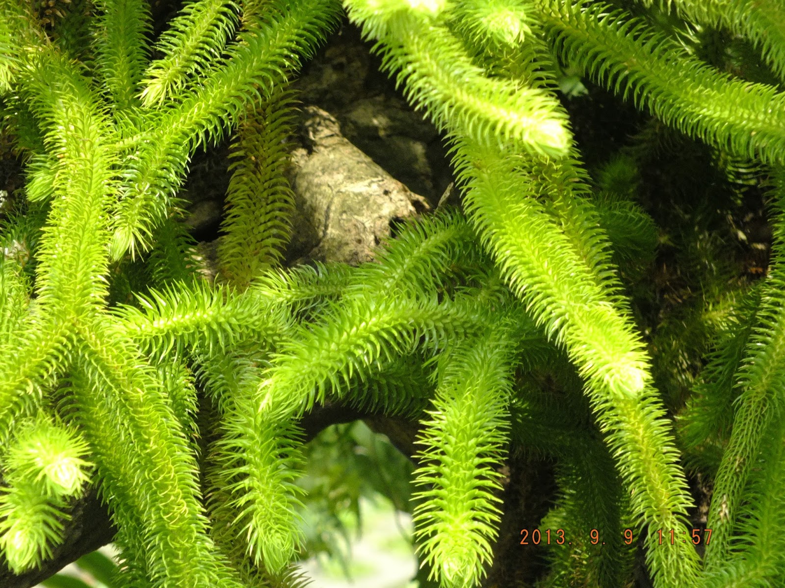 Photography with Dr. Ernie.: Cactus snake|tail plant