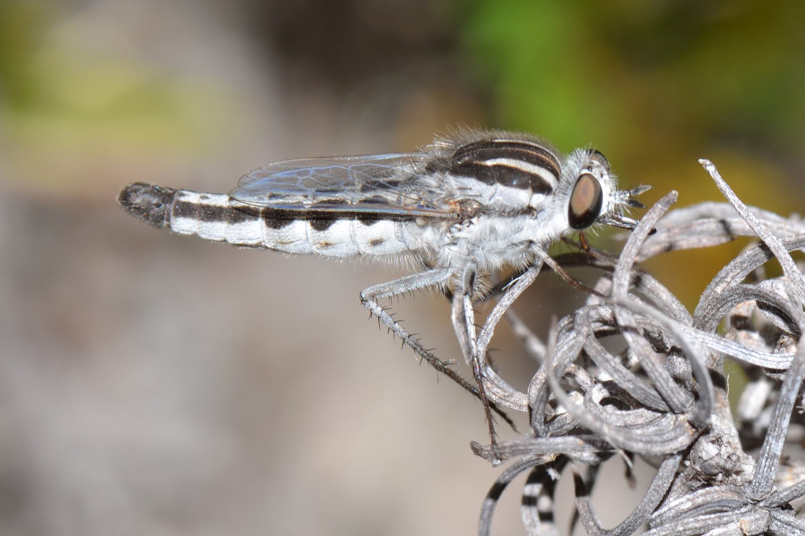 Variety of Life: Apioceridae