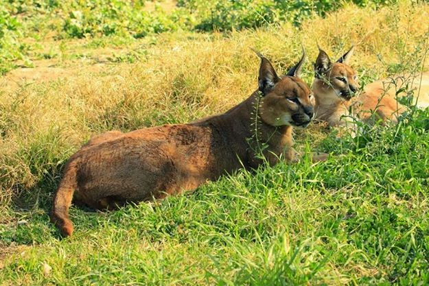 Addo and the Sundays River Valley: 21 Things Locals Love About Addo