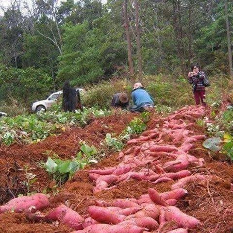 KILIMO SASA: SWEET POTATO PRODUCTION IN KENYA