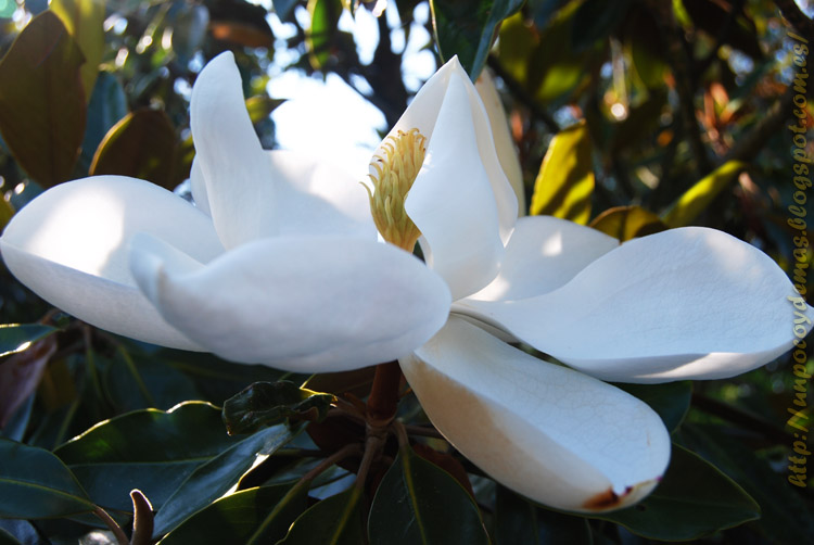 De todo un poco y alguna cosa más: Magnolia blanca