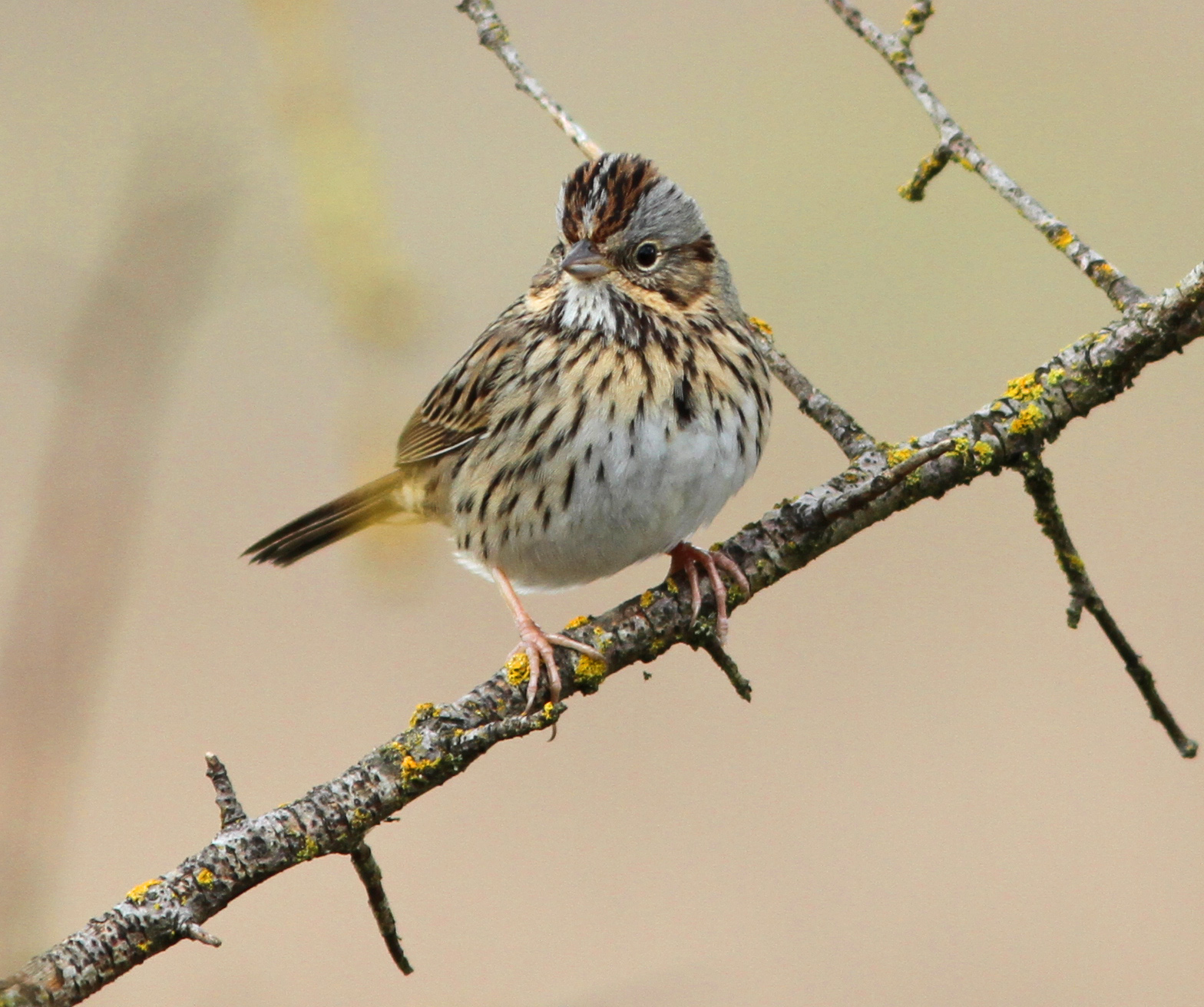 Shoreline Area News: For the Birds: Presidents' Day bird - Lincoln's ...