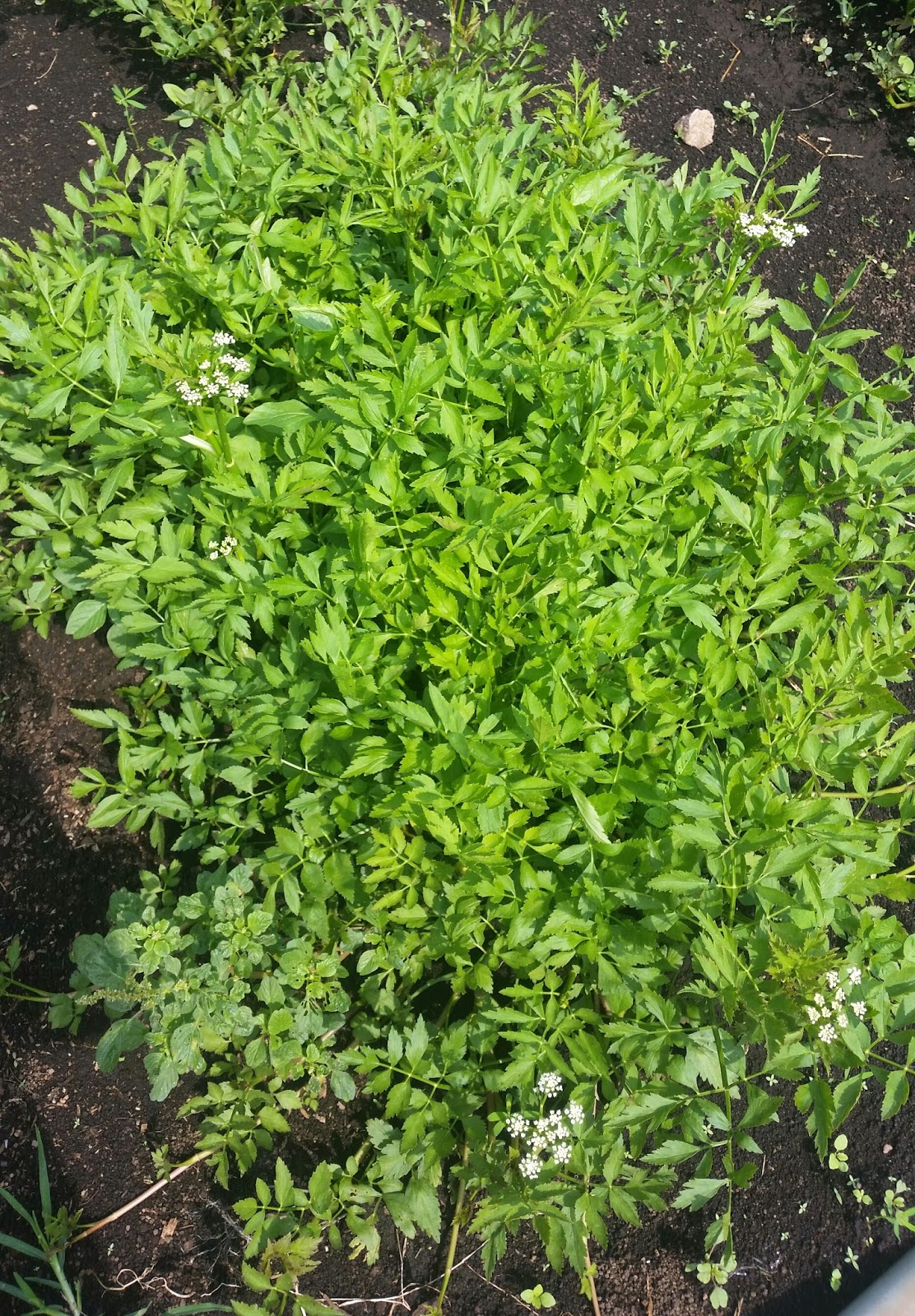 Warisan Petani: Pokok Selom