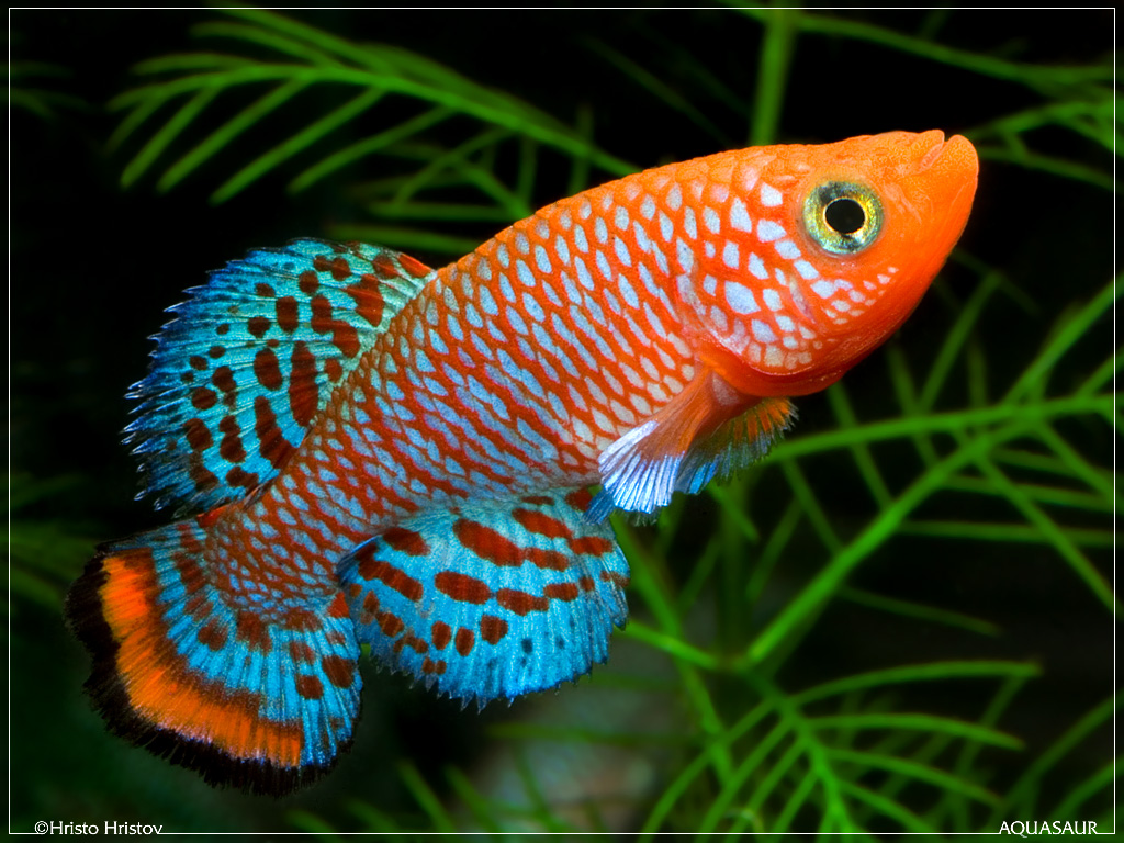 10 Daftar ikan hias yang bagus untuk aquascape - Bakasura Cendekia