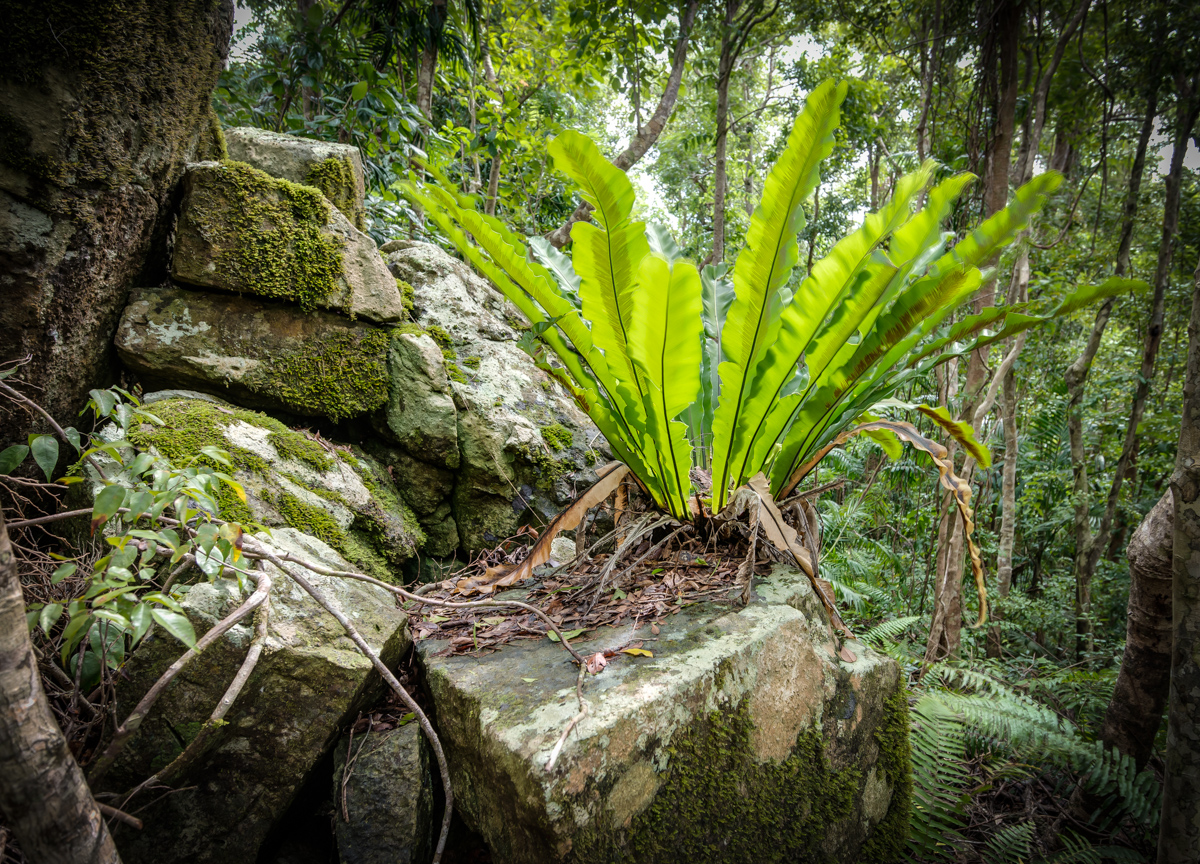 Nimrod catamaran: June 2014