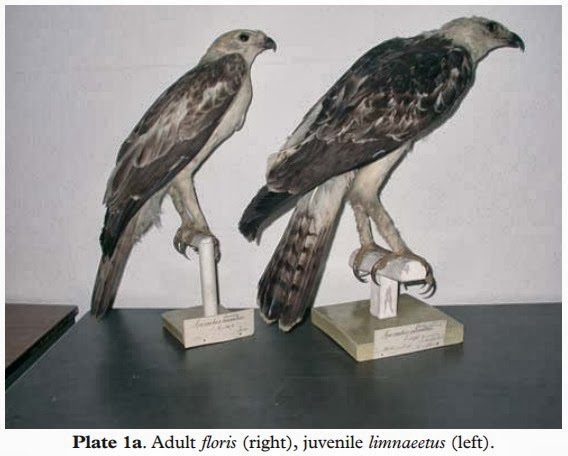 Species New to Science: [Ornithology • 2004] Nisaetus (Spizaetus ...