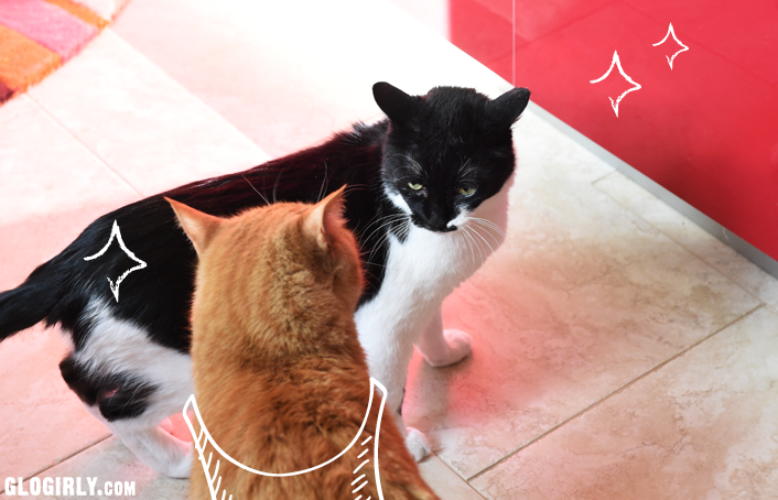 GLOGIRLY: Don't Stop MEOW - Waffles Channels His Inner Freddie Mercury ...