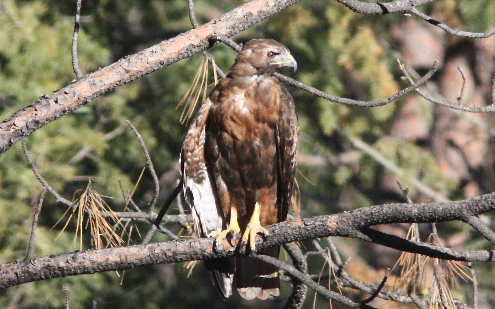 Chris Siddle - Okanagan Birder: Varieties of Red-tailed Hawk Plumage in ...