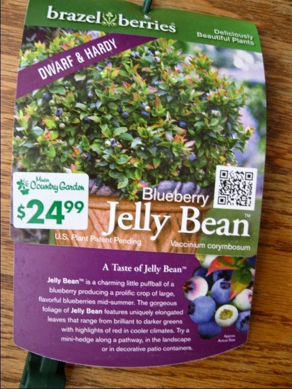 Balcony of Eden: Dwarf Blueberry Shrubs