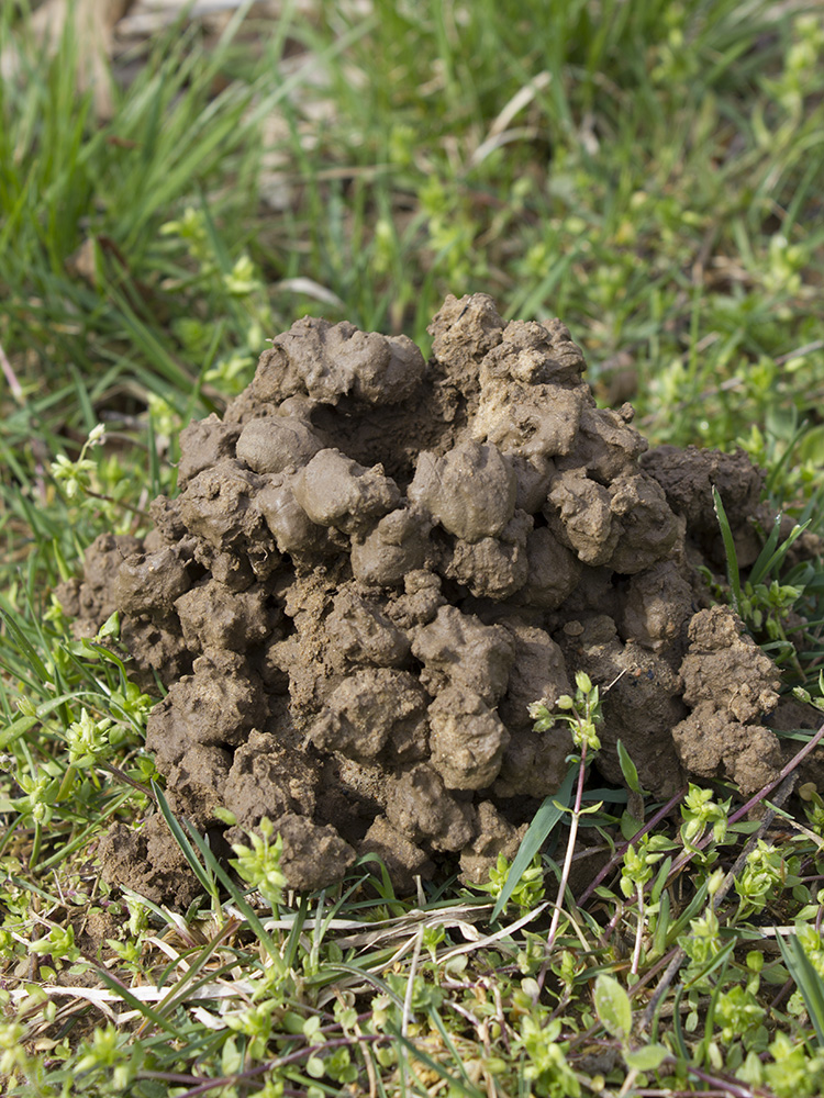 Rurification | Robin Edmundson: Crawdad Holes