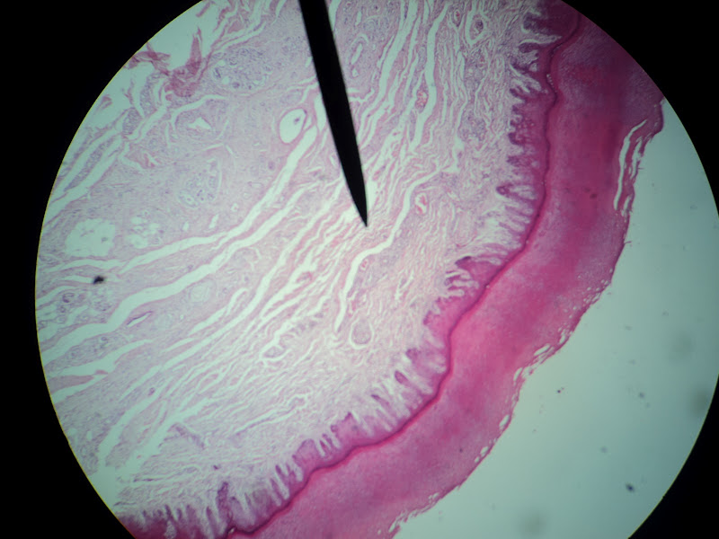 MEDICINA USMP: FOTOS DE HISTO