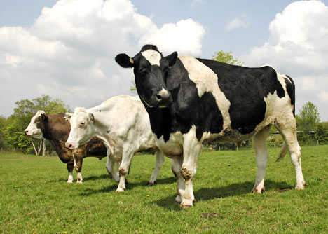 Cow
