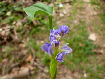 Pickerel Weed or Pond Weed - Diya Habarala | SL Flora