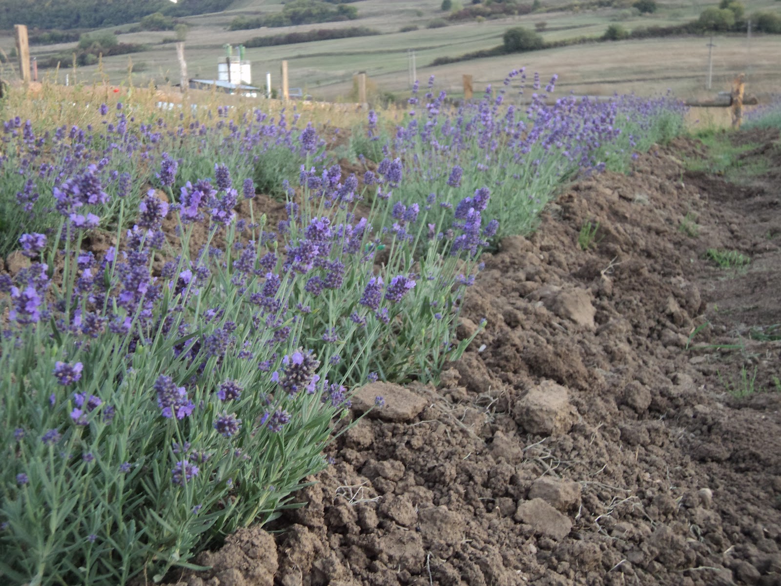 Lavanda Transilvania