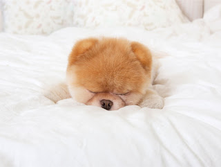 Rassehunde Welpen on Pinterest | Rough Collie, Puppies and Collie Dog