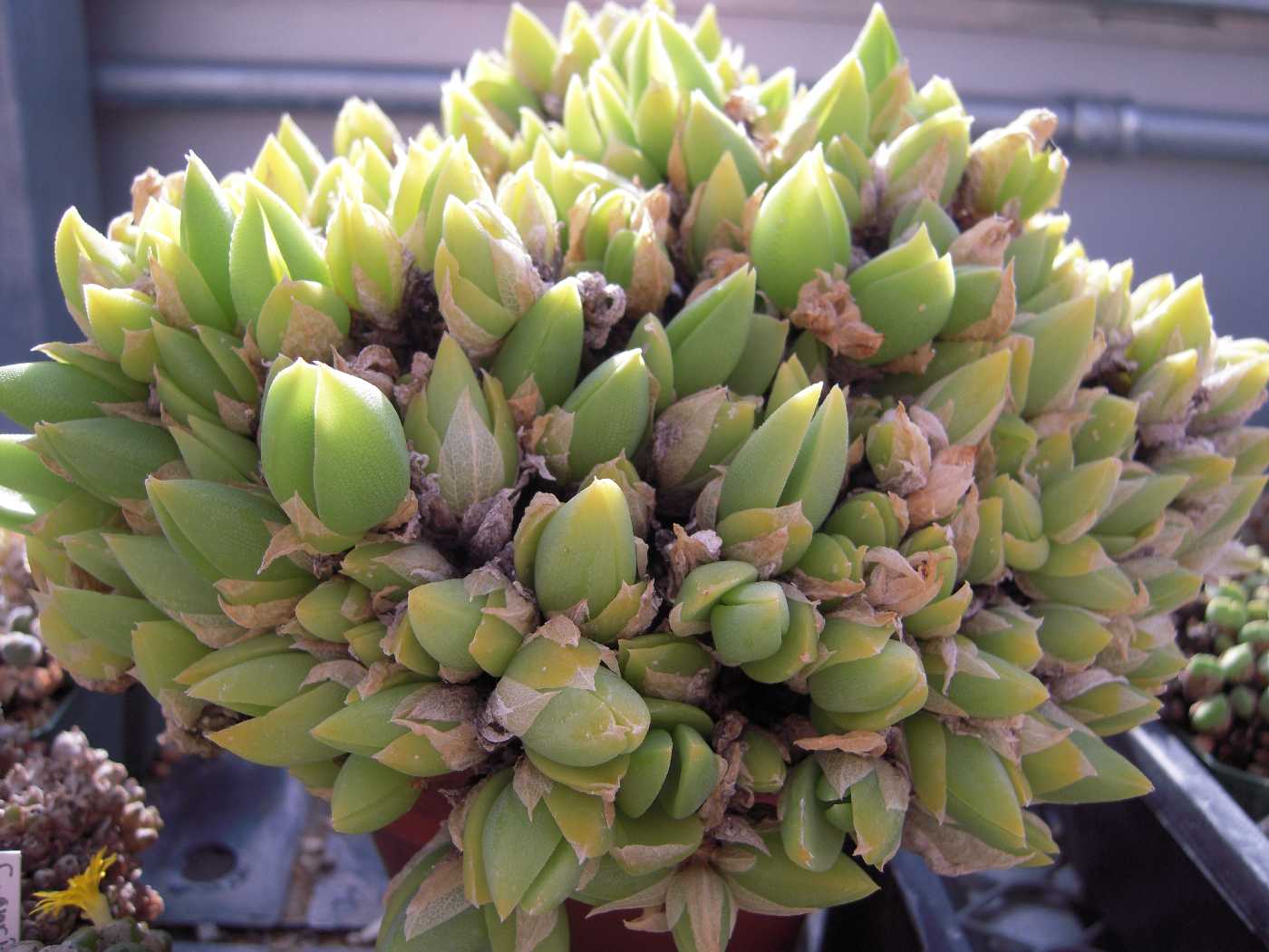 Burger's Onion: Sceletium tortuosum