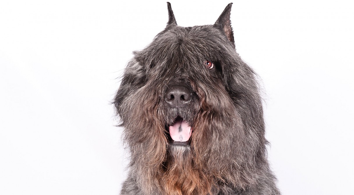 Everything about your Bouvier des Flandres - Luv My Dogs