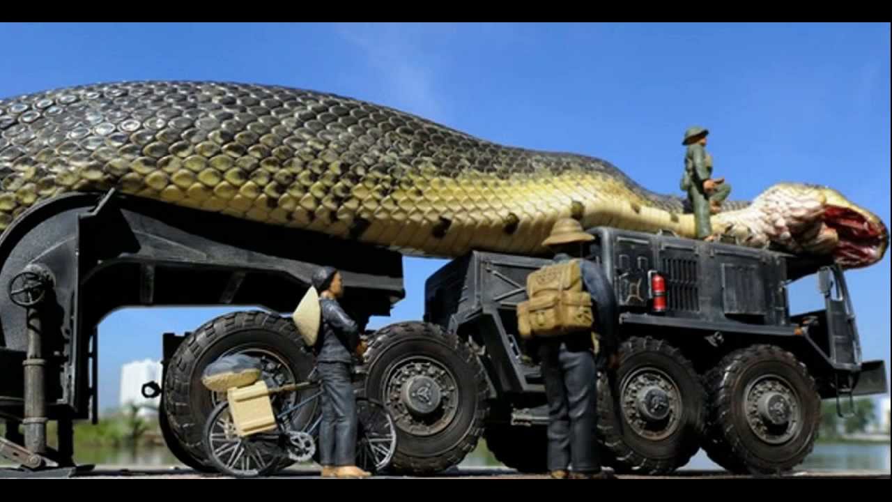 Vincani: Amazing Big Snakes