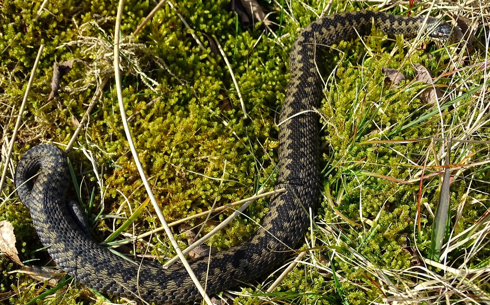 Bartje Struun: Mistboog in de ochtend, adder in de middag en ...