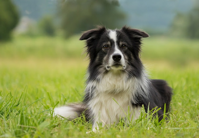 How to find the Perfect Collies in Minnesota? || Stirling collies ...