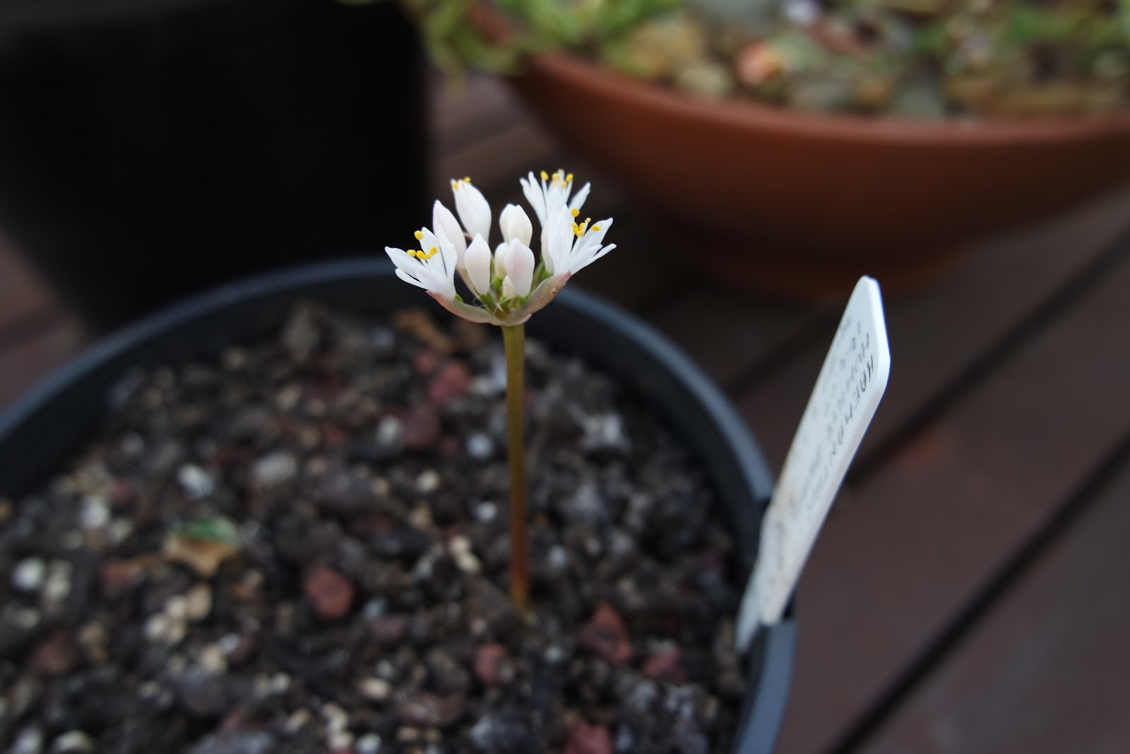 The Victorian Bulb Society: Haemanthus Humilis, Lanceifolius, Montanus ...
