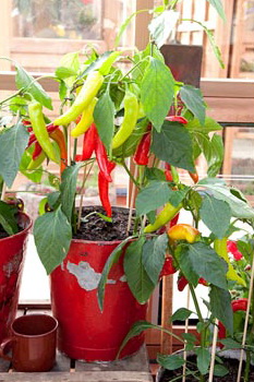 SEMUA BISA: Cara menanam cabe dan tomat dalam pot Budidaya Organik