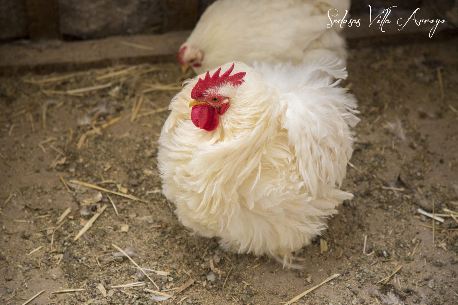 Sedosas Villa Arroyo: Pekin Color Blanco