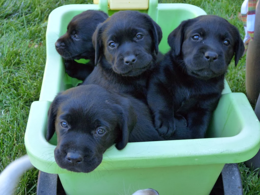 Bailey's Pups!: Want a Black Lab???