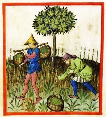 Illuminated Manuscripts – Growing & harvesting flowers, nuts, herbs ...