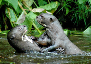 Earthmanpdx: Giant Otters of the Amazon