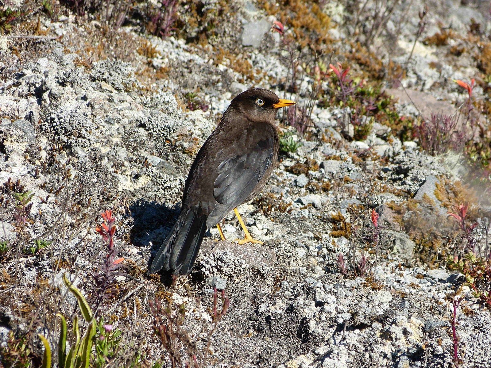 Norfolk County Naturalist: Vulcan Baru birds - Panama 2013