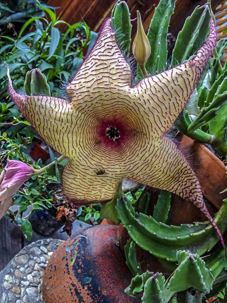 Charleville Gardens: Growing Stapelia gigantea