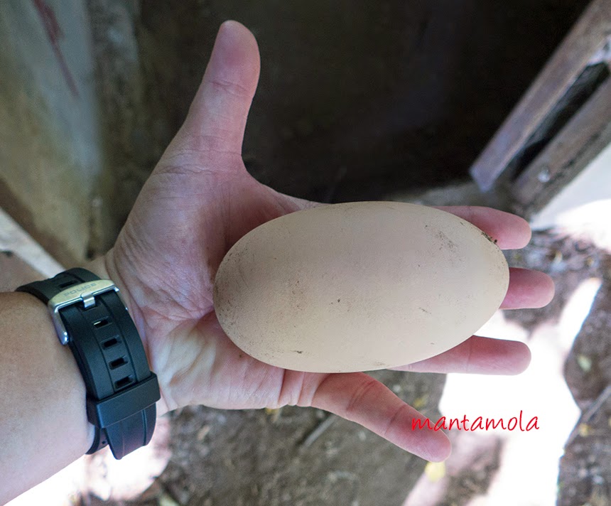 manta blog: Meeting With Maleo - an endangered bird