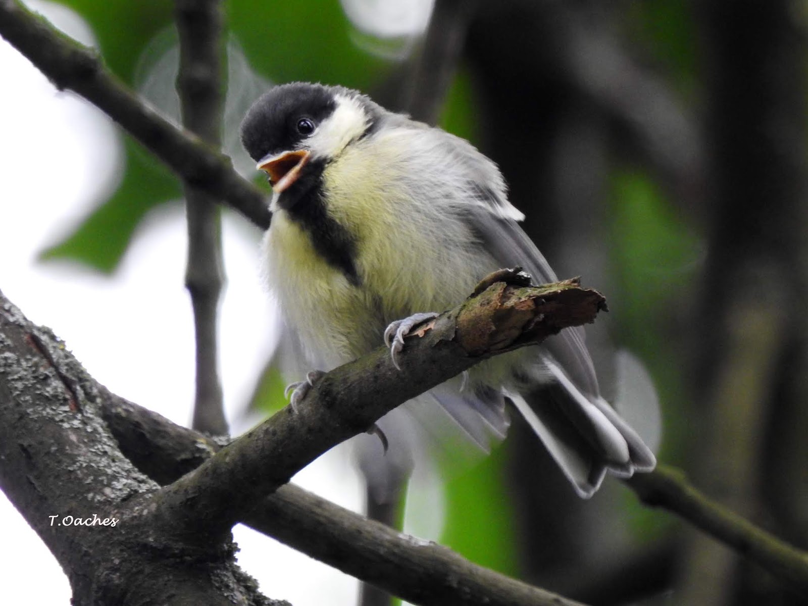 PASARI DIN ROMANIA: PITIGOI MARE, Parus major