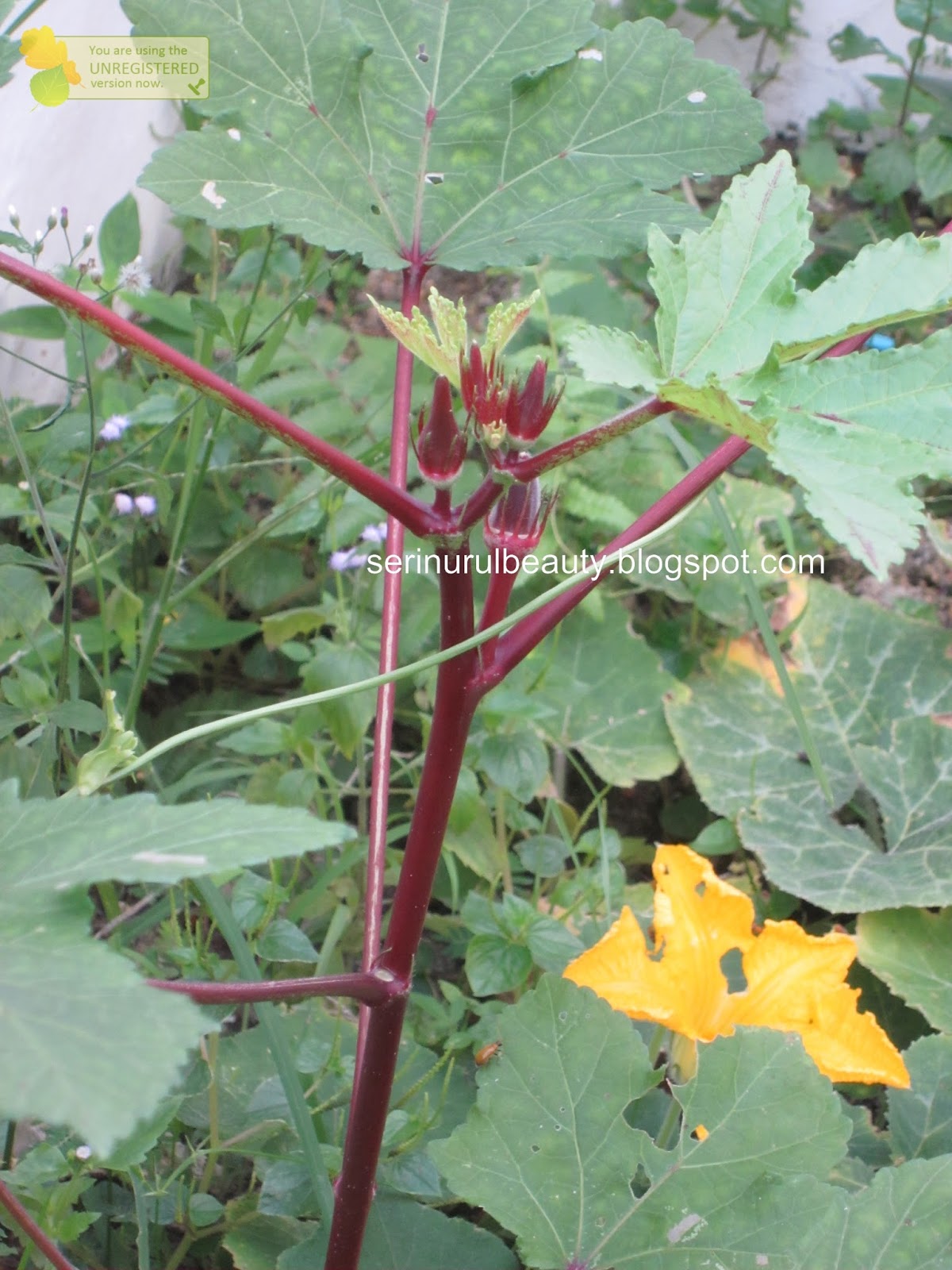 Healthy Nurul Beauty: Red okra in my house