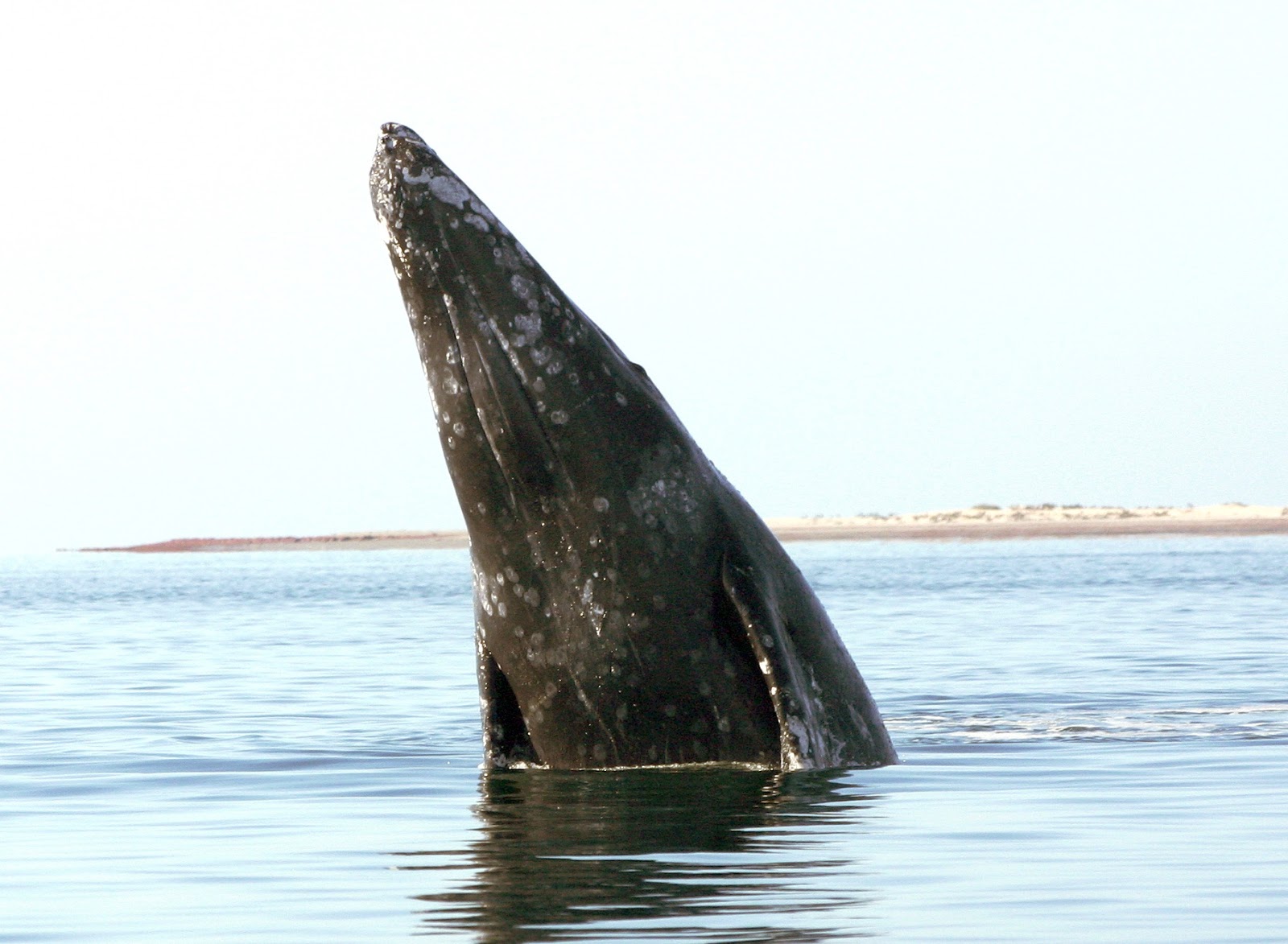 El misterioso cantar de las ballenas
