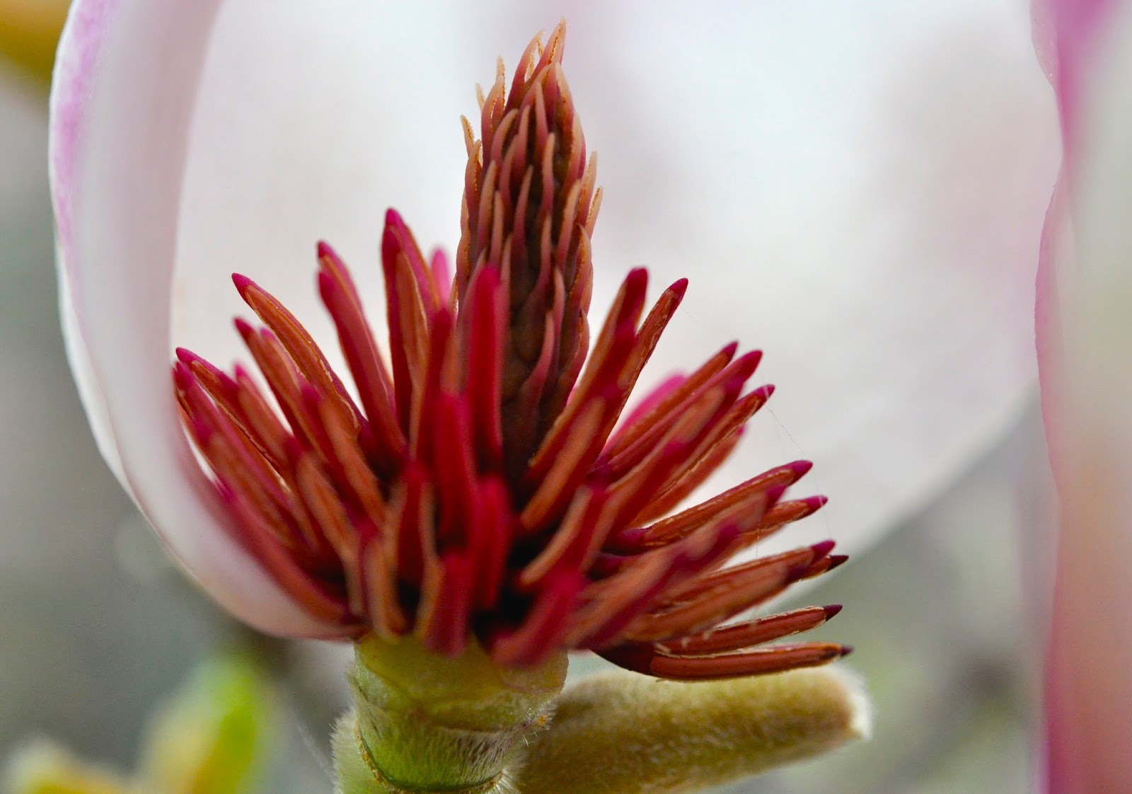 ORIGAMI MAMI: Magnificent Magnolias in bloom!