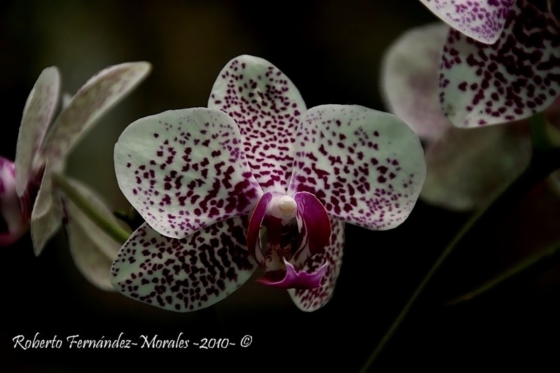 Exposición Nacional de Orquídeas 2010 | Explore Costa Rica