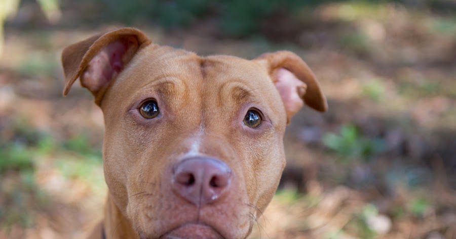 Shelter Dogs of Portland: "BRANDI" petite darling tan Pitbull