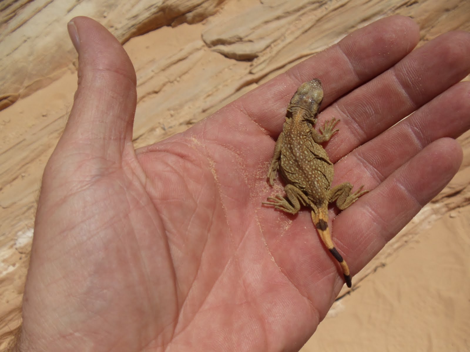 Mojave Brad: We came upon a baby Chuckwalla at White Domes in valley of ...